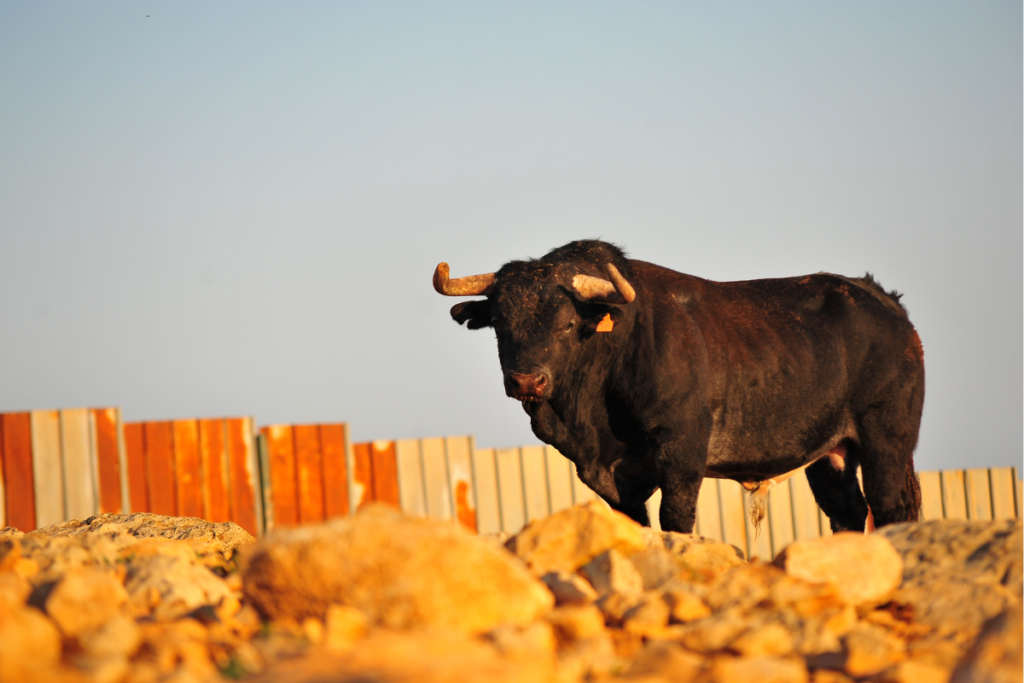 Animal Representativo De España – AJRUZ